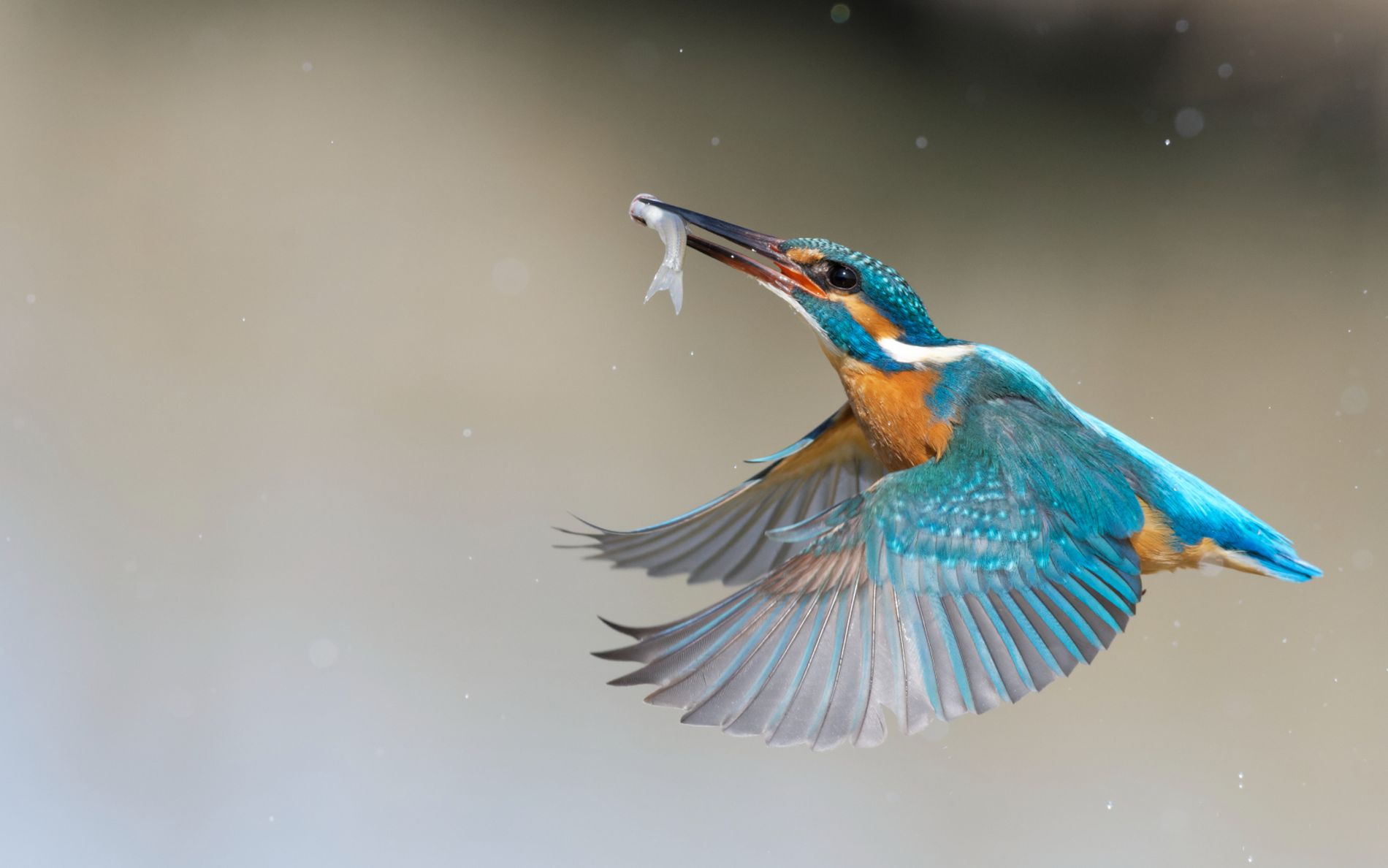 We're carrying out essential repairs to iconic swing bridge | Canal ...