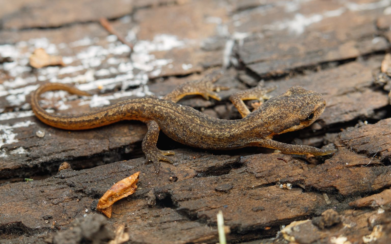 Newt | canal wildlife