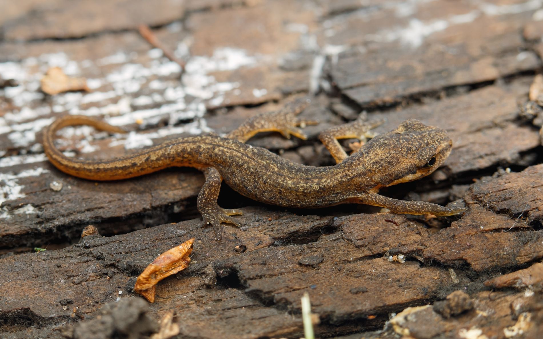 Newt | canal wildlife