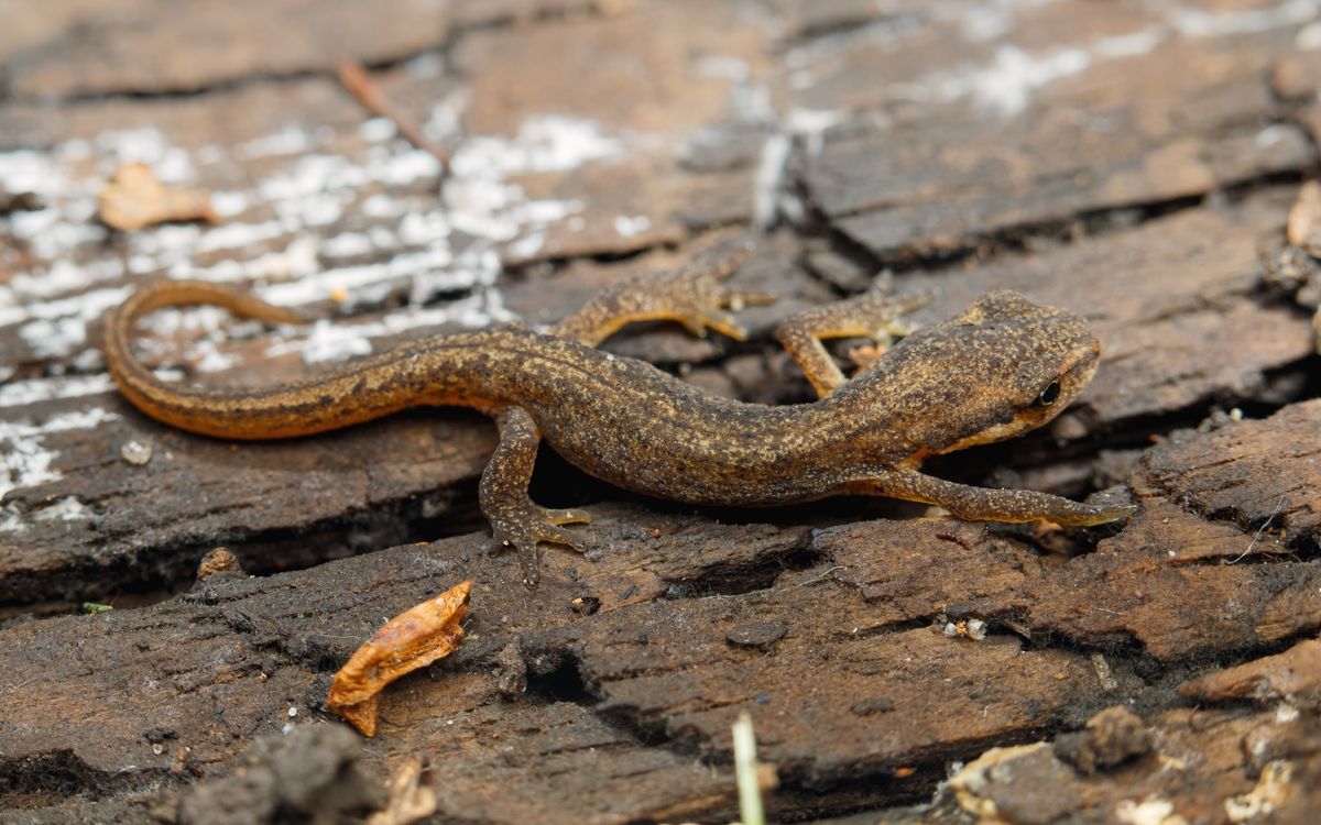 Top tips to spot newts | Canal & River Trust