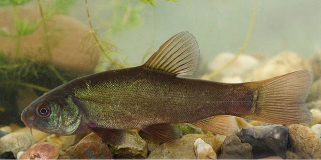 Tench | Types of fish