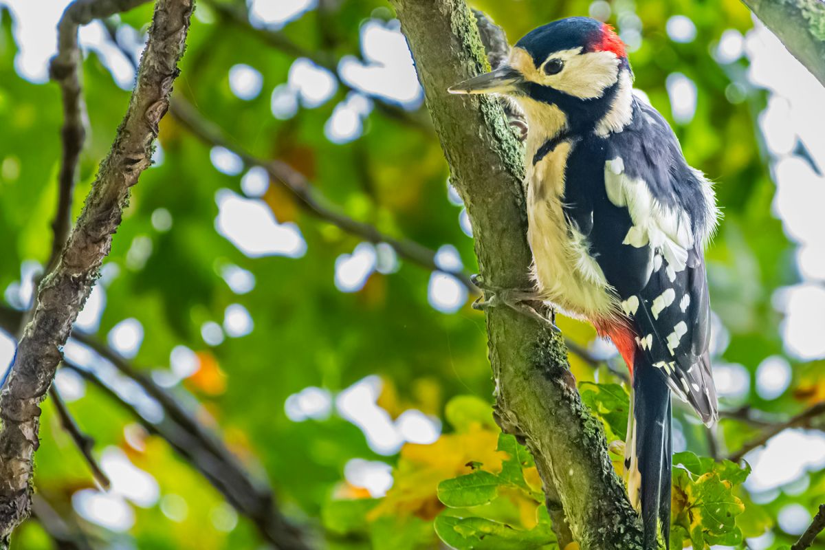 Identifying guide to bird species to spot along our canals | Canal ...