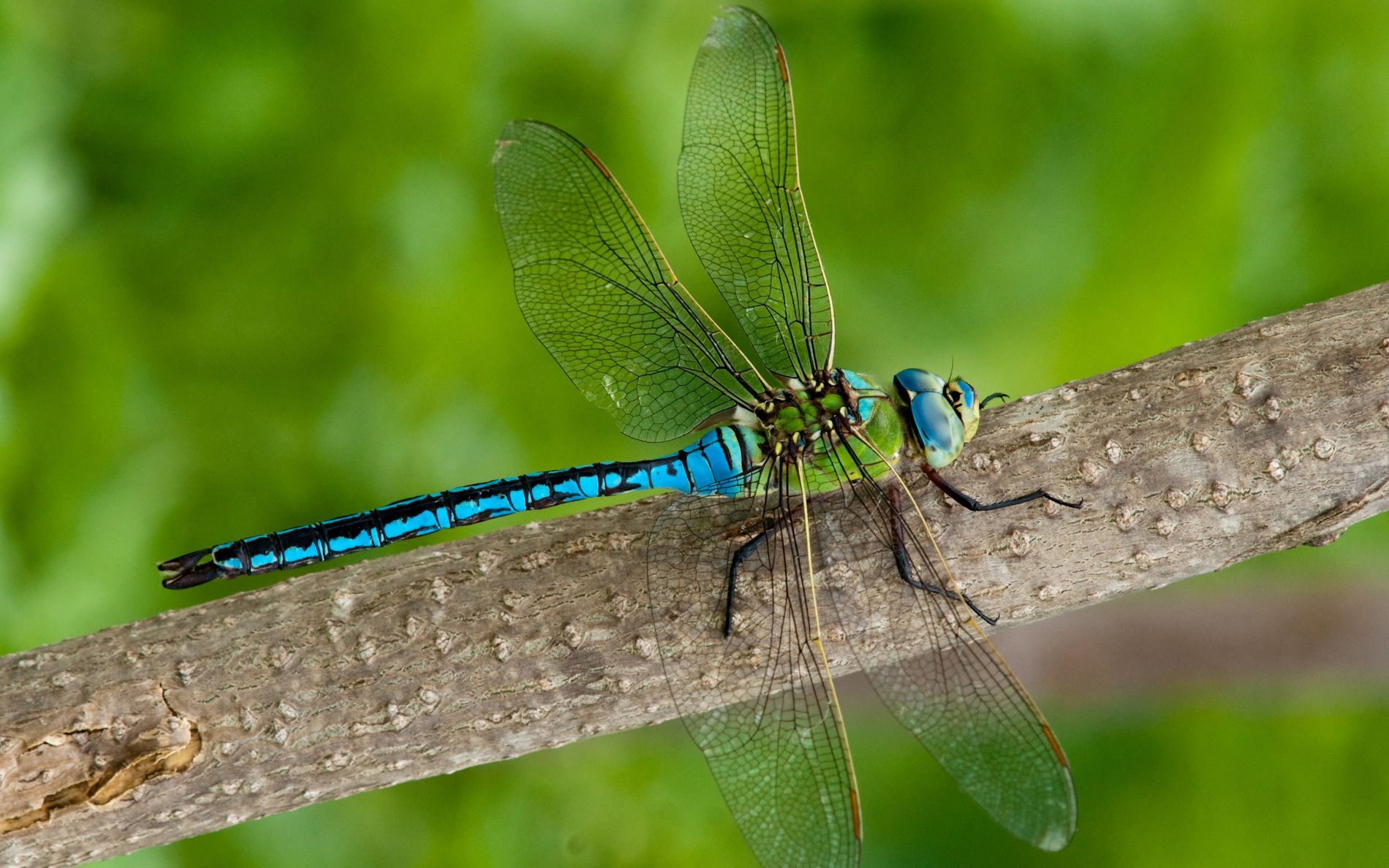 Guide to UK dragonfly species | Canal & River Trust