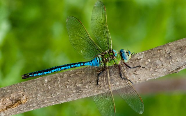 Guide to UK dragonfly species | Canal & River Trust