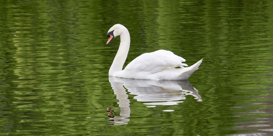 Swan | waterway wildlife | Canal & River Trust