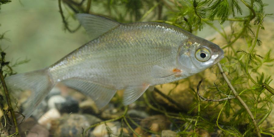 Silver bream | Types of fish
