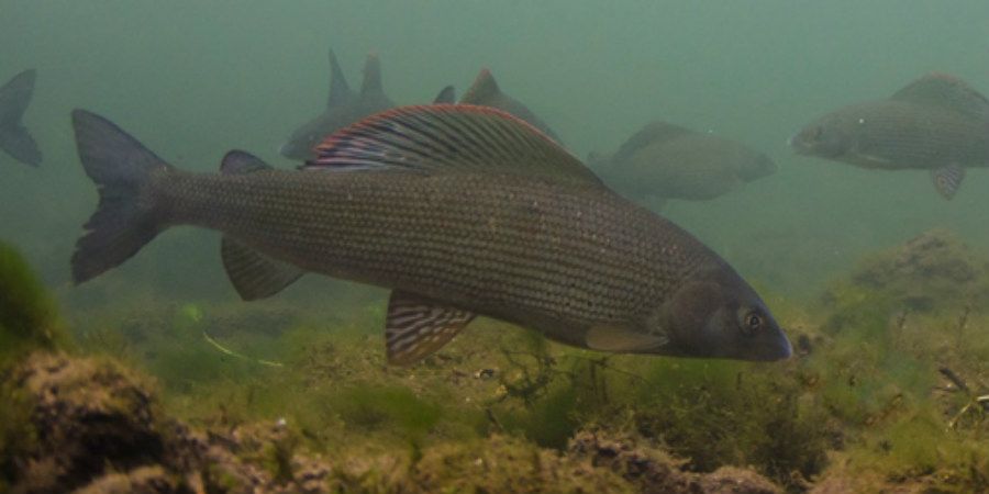 Grayling | Types of fish