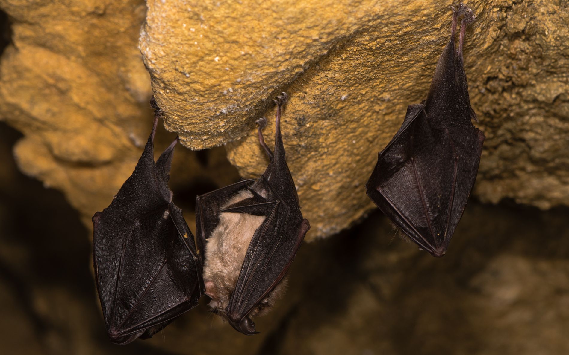 How to identify bat species | Canal & River Trust
