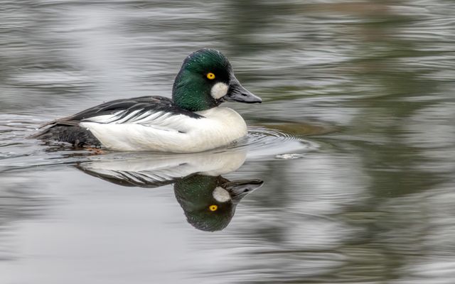 Goldeneye | canal wildlife