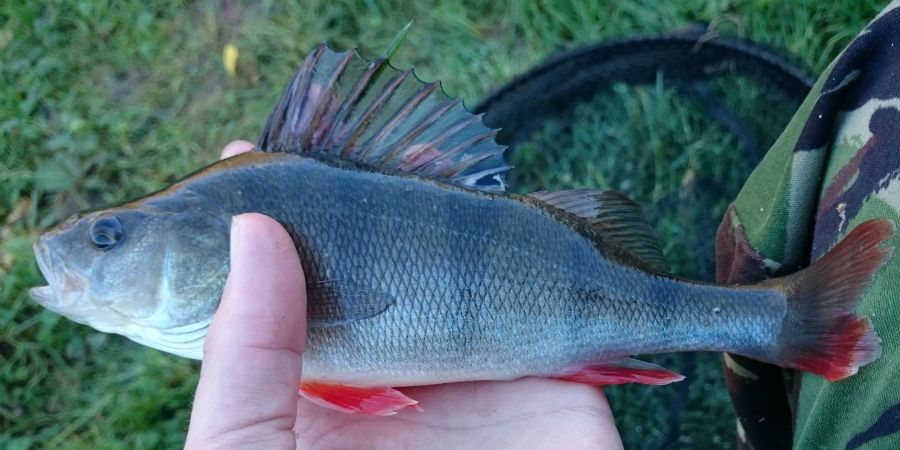 Blake's fishing journey | Canal & River Trust