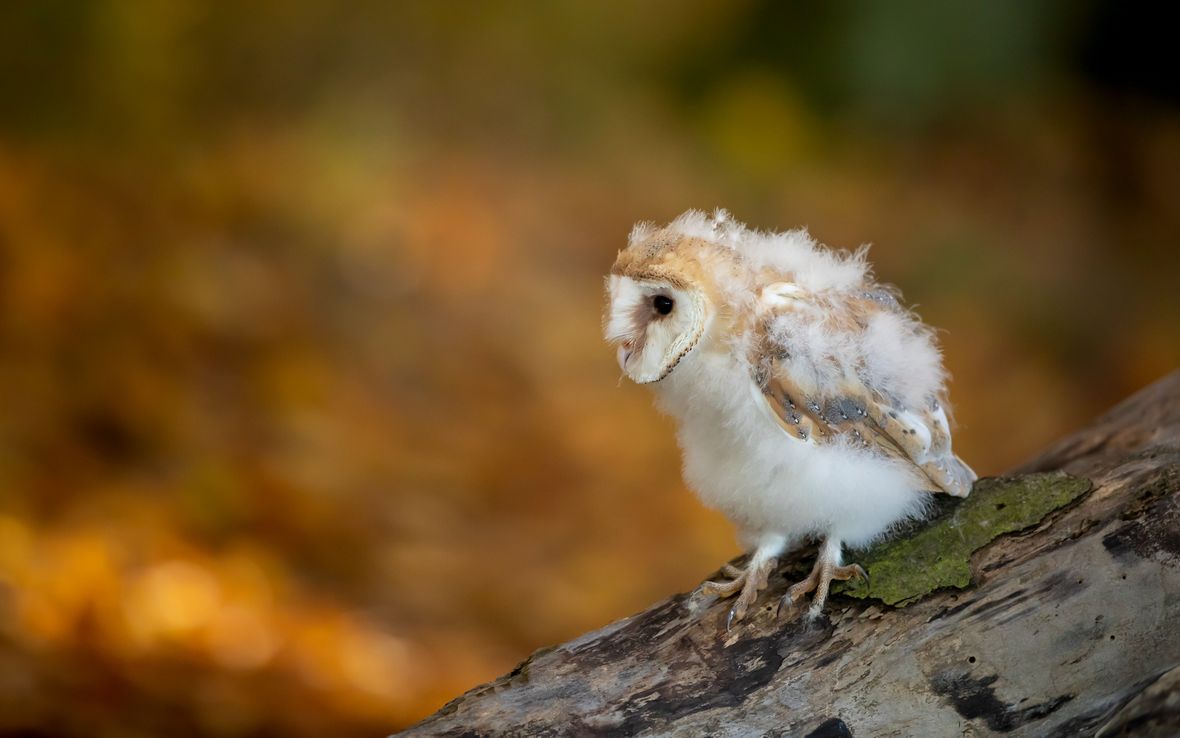Barn owl | canal wildlife