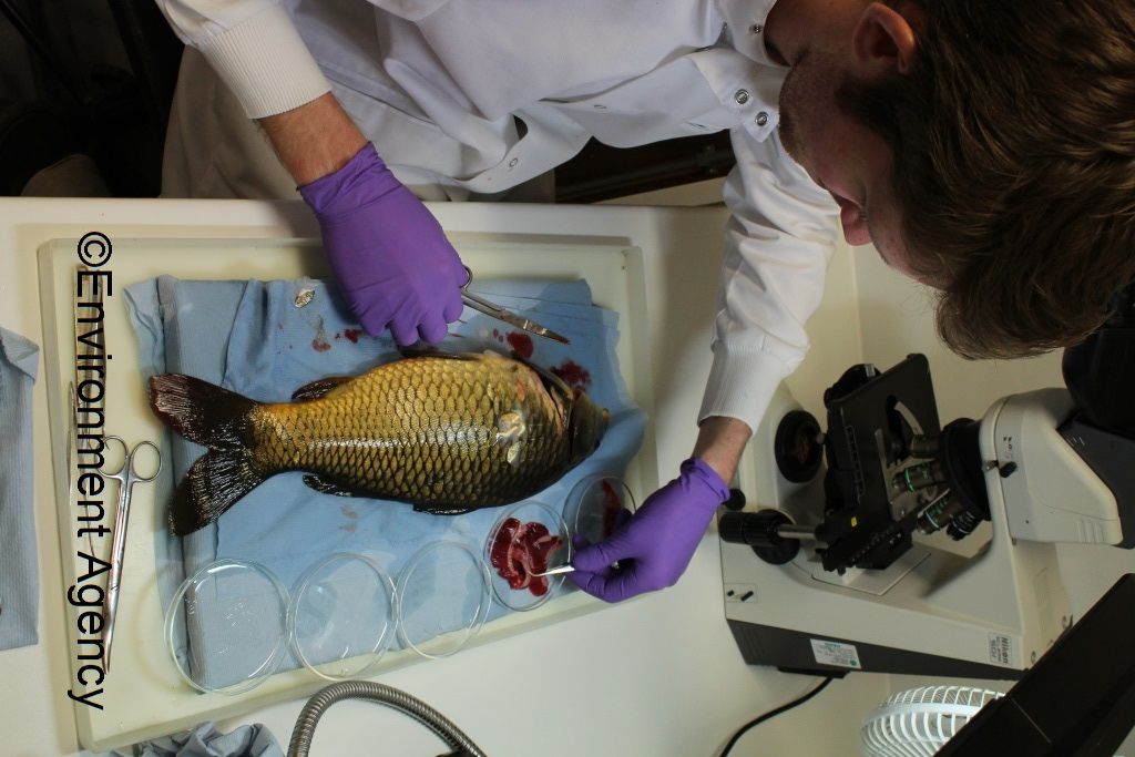 Guide to fish health | Koi herpesvirus (KHV)