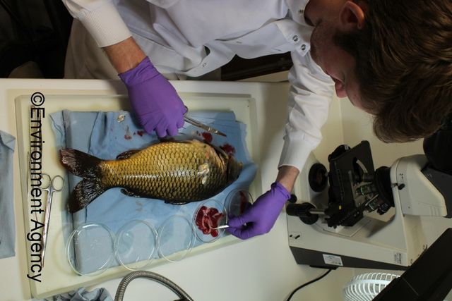 Guide to fish health | Koi herpesvirus (KHV)