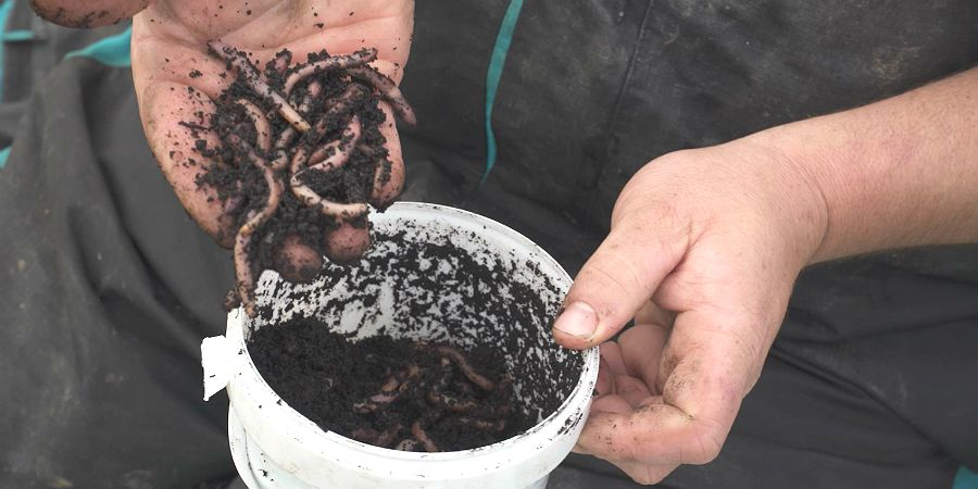 Chopped worm | Fishing