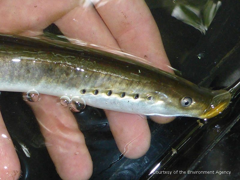 River lamprey | Rare and protected fish