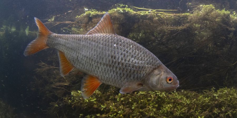 Roach | Types of fish