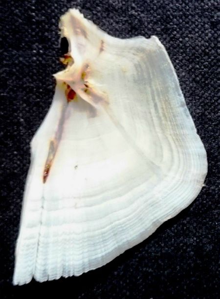 Guide to fish health | How to tell the age of a fish