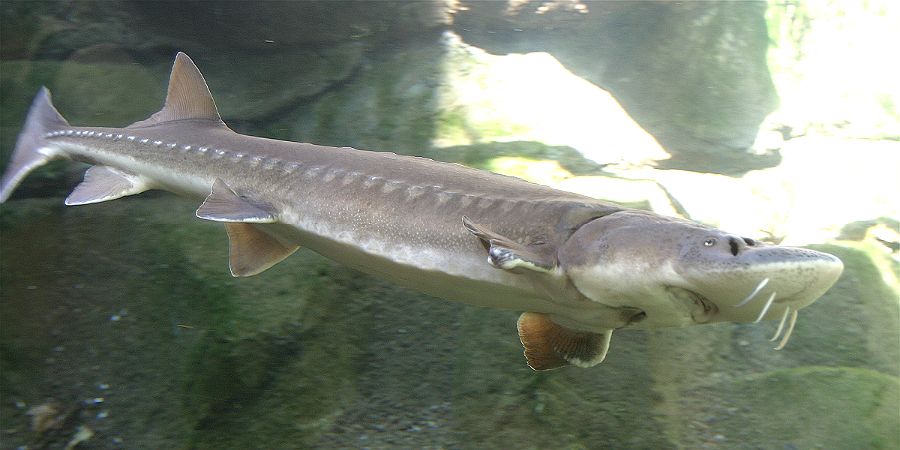 Common/European sturgeon | Rare and protected fish