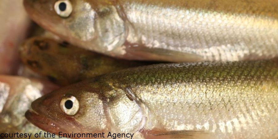 Smelt | Rare and protected fish species