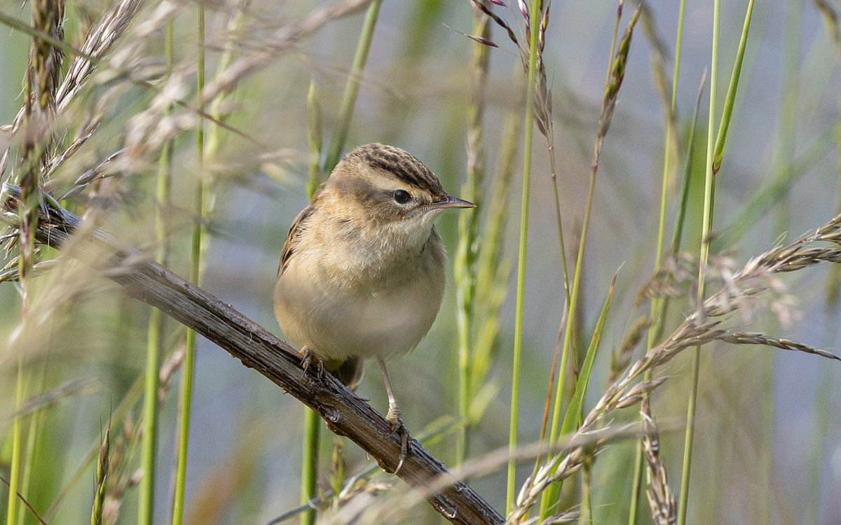5 bird species to spot at the canal this spring | Canal & River Trust