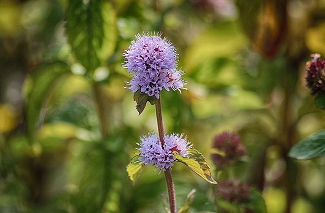 Water Mint | Native Plant Species | Canal & River Trust