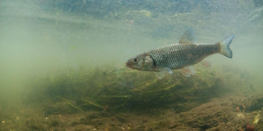 Chub | Types of fish