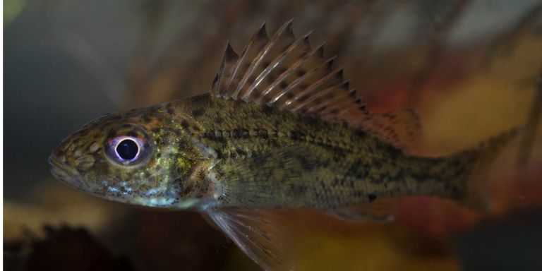 Ruffe | Types of fish