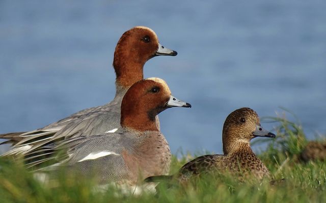 Wigeon | canal wildlife