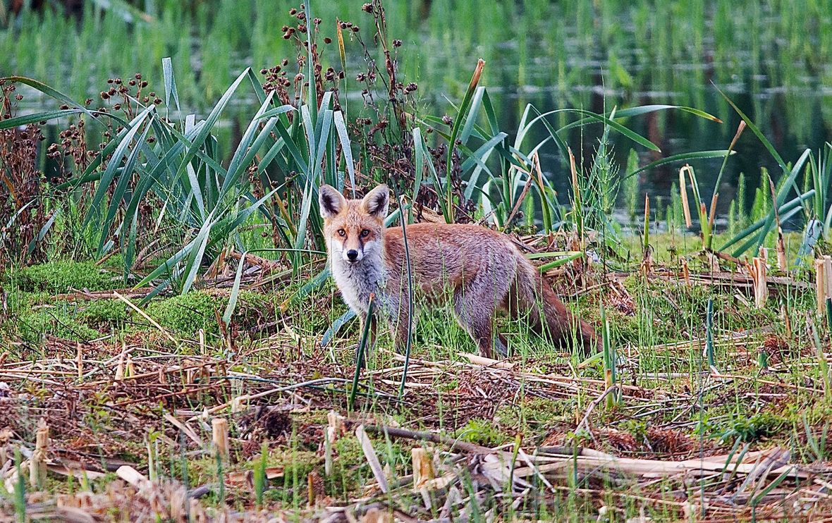 Red fox | canal wildlife
