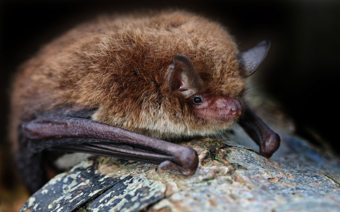 How to identify bat species | Canal & River Trust
