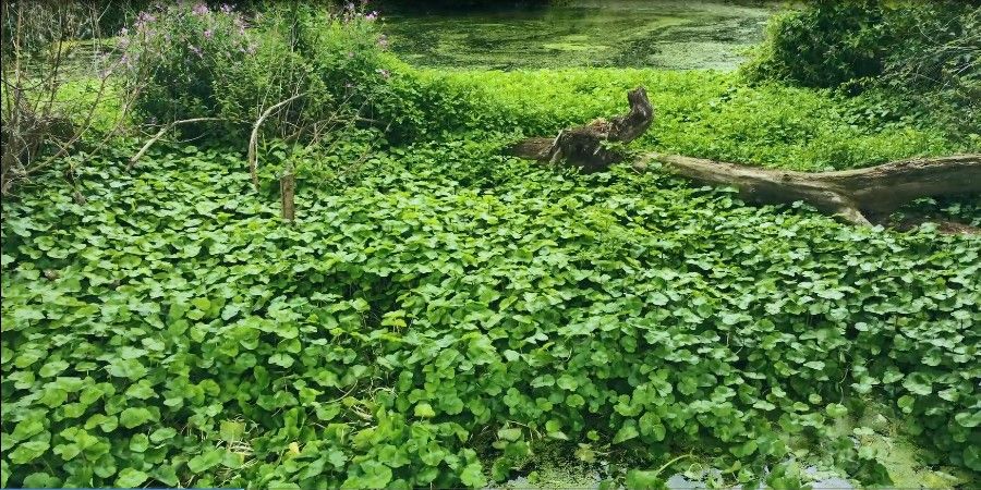 Invasive Plant Species | Canal & River Trust