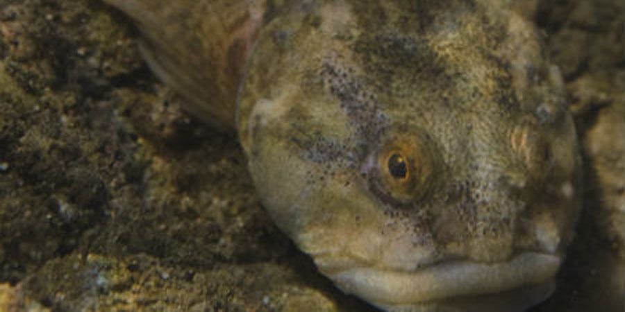 Bullhead | Rare and protected fish species