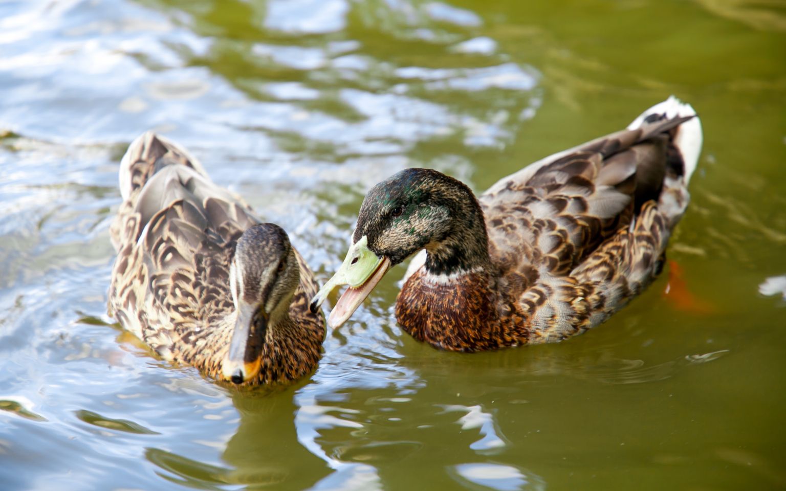 Duck | canal wildlife