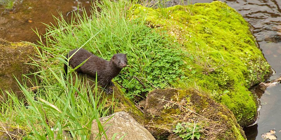 American mink | Invasive species