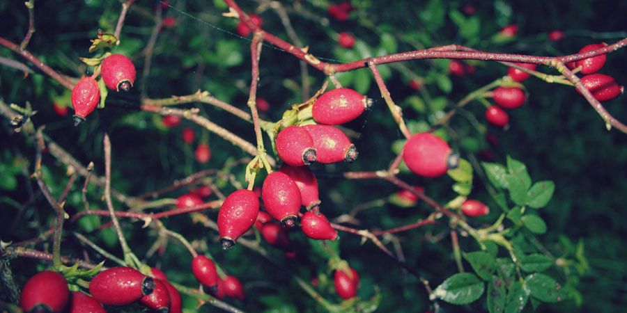 How to forage rose hips | Canal & River Trust