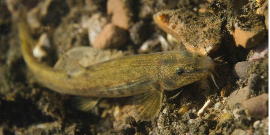 Stone loach | Types of fish