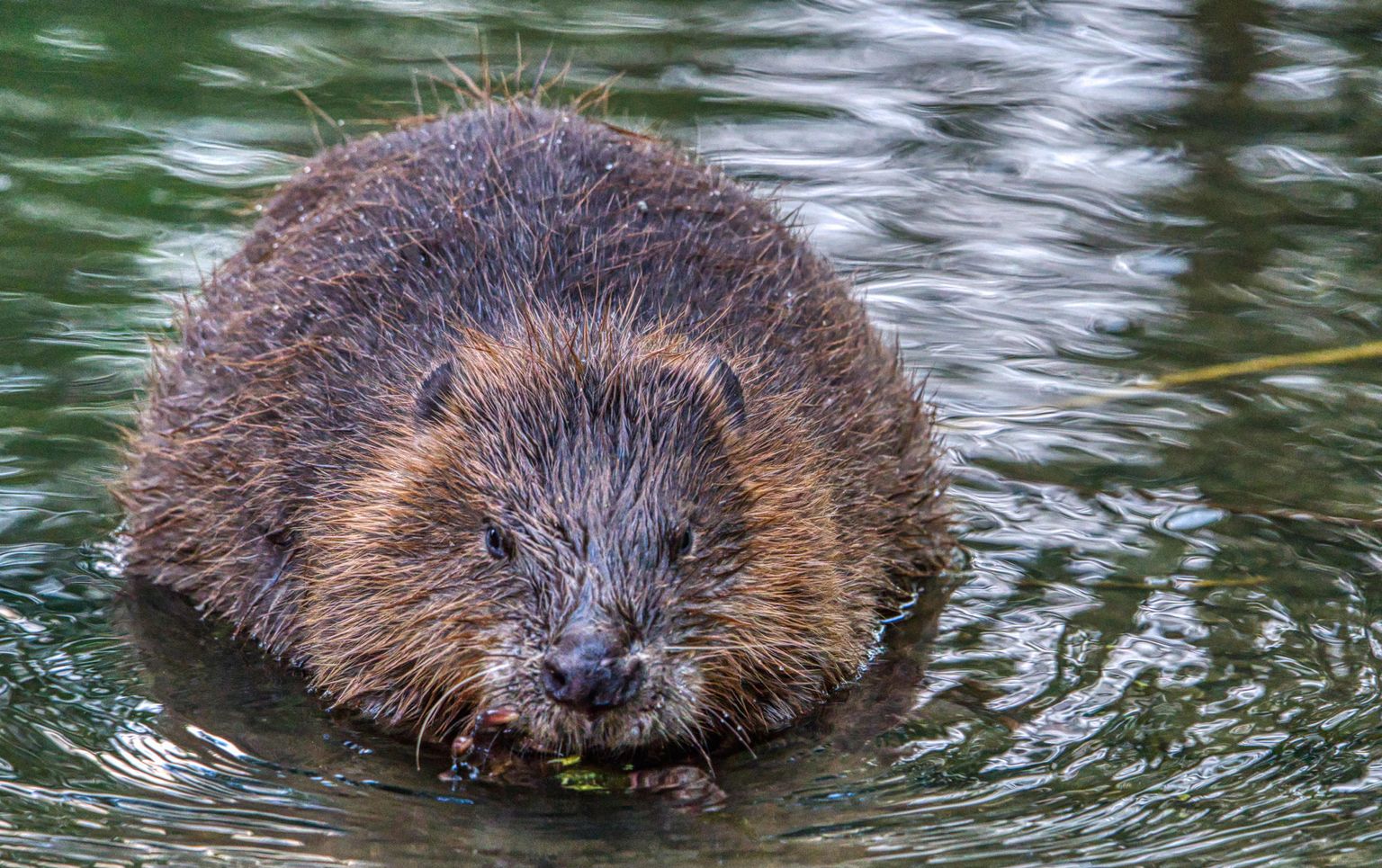 Beavers are bouncing back in Britain | Canal & River Trust