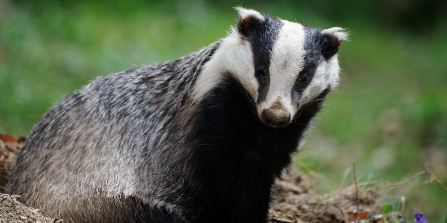 Badger | canal wildlife