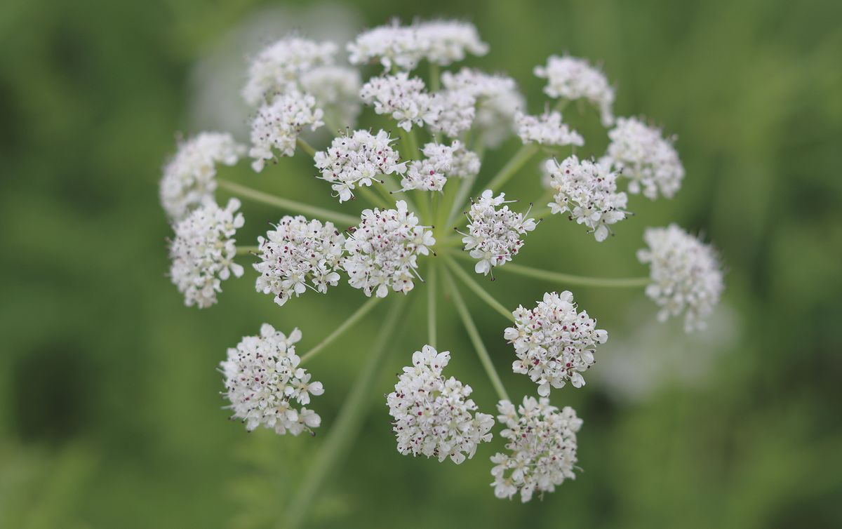 Hemlock water dropwort | native plant species