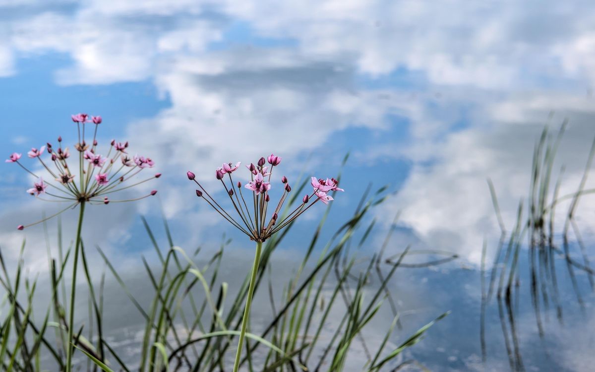 Flowering rush | Canal plantlife