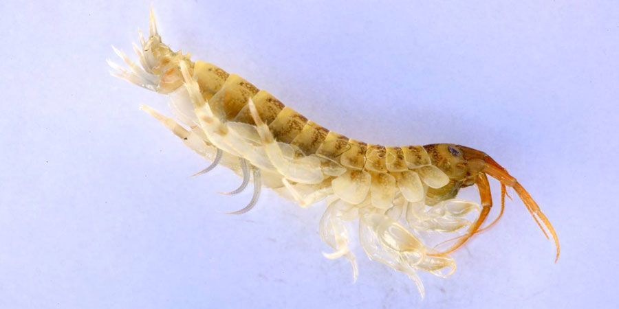 Killer and demon shrimp | Invasive species