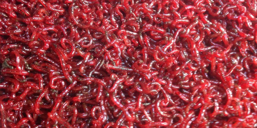 Bloodworms and jokers | Fishing