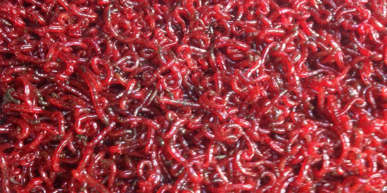 Bloodworms and jokers | Canal & River Trust