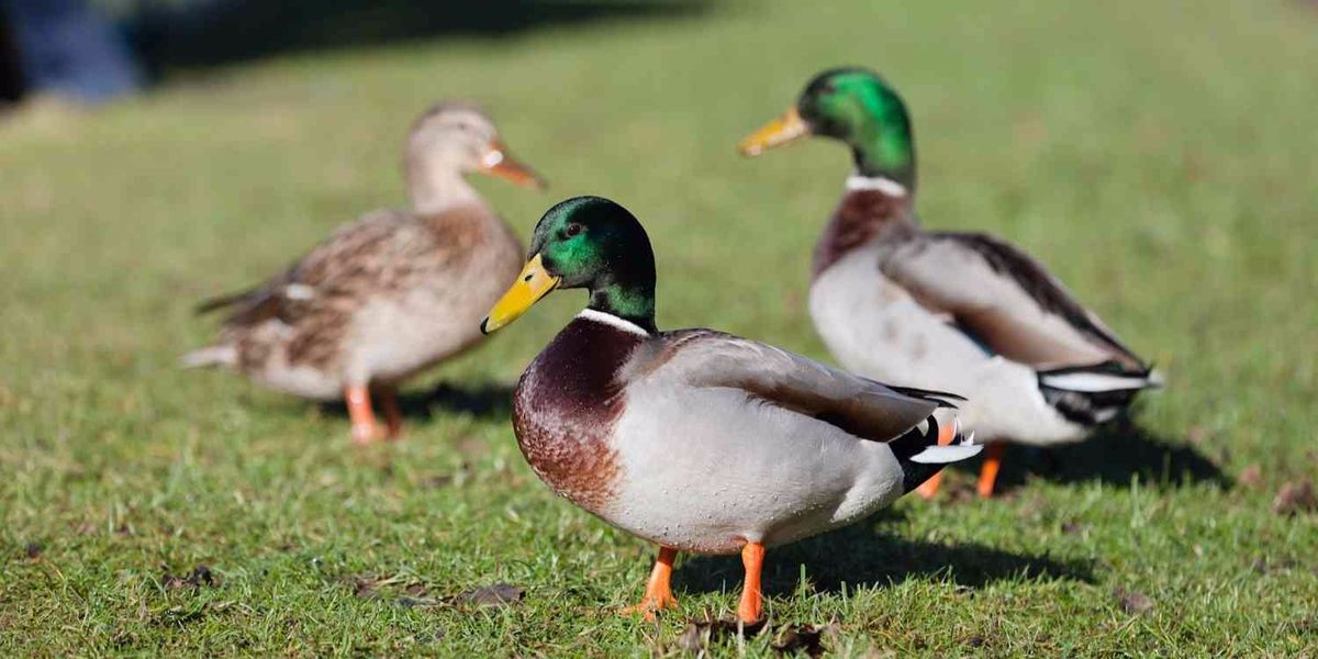 Keeping our ducks healthy | Canal & River Trust