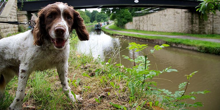 Blue green algae – what you need to know | Canal & River Trust