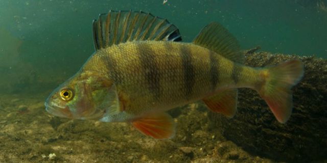 Perch | Canal & River Trust
