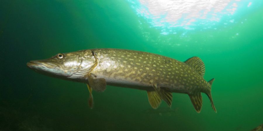 Pike | Types of fish