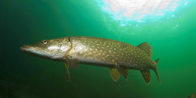 Pike | Types of fish