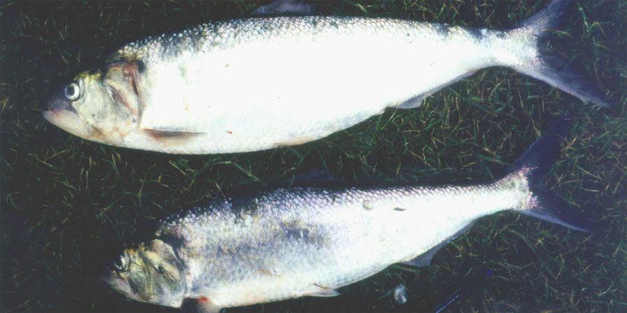 Allis shad | Rare and protected fish
