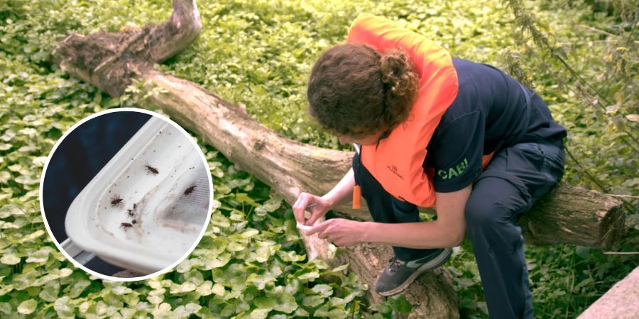 Using weevils to fight floating pennywort | Canal & River Trust